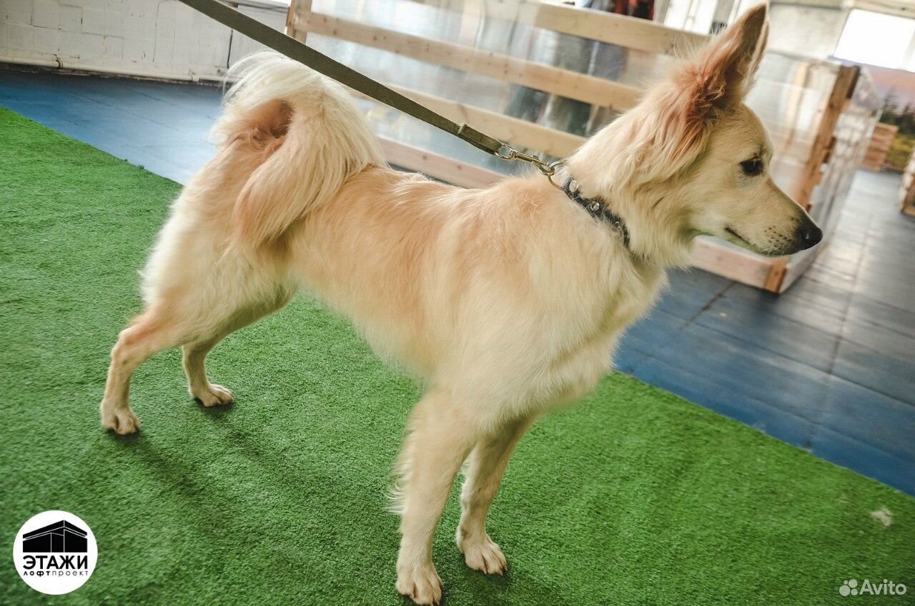 Шебутная и добрая Лесси в дар