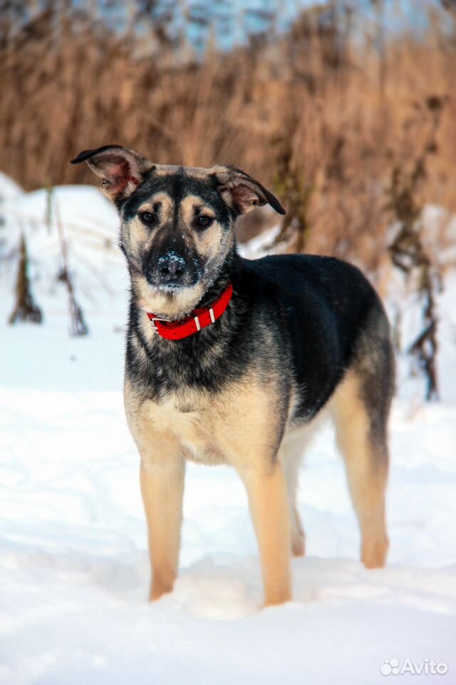 Метис овчарки Шаня ищет дом
