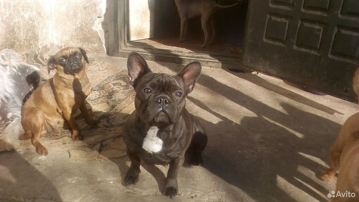 Француский бульдог