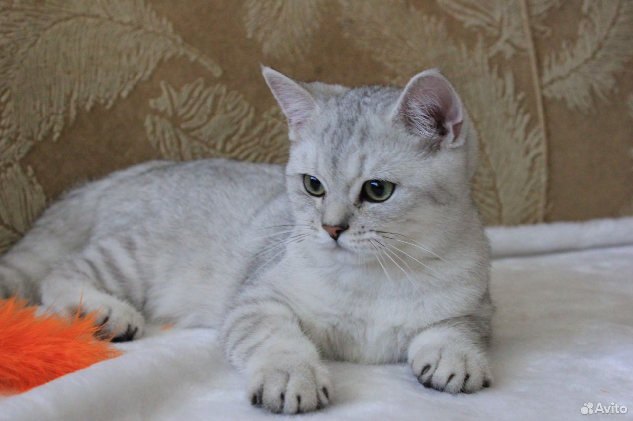 Котик серебристого окраса