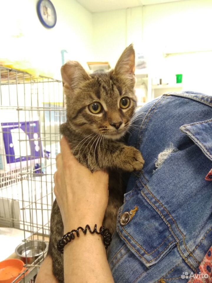 Несчастный ребенок ищет дом