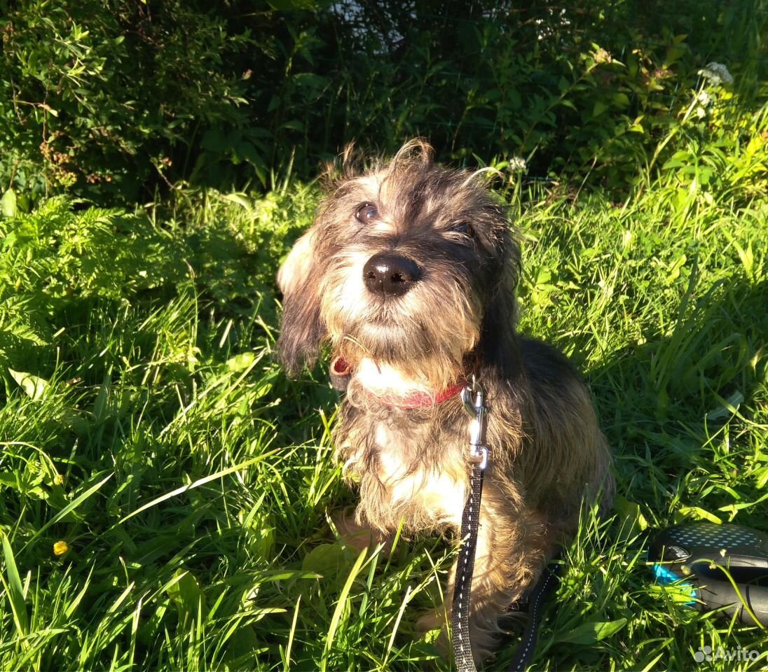 Щенок таксы миниатюрной жесткошерстной