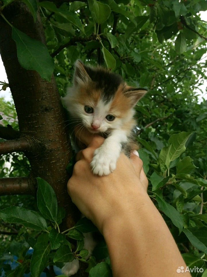 Любопытная принцесса