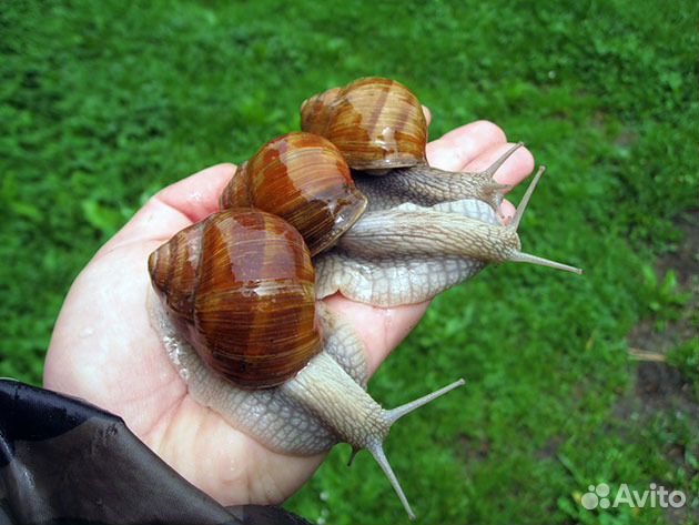 Улитки виноградные крупные