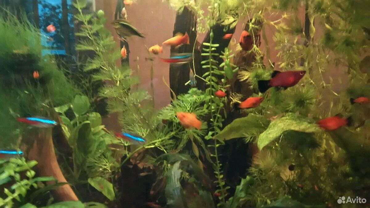 Рыбки и креветки