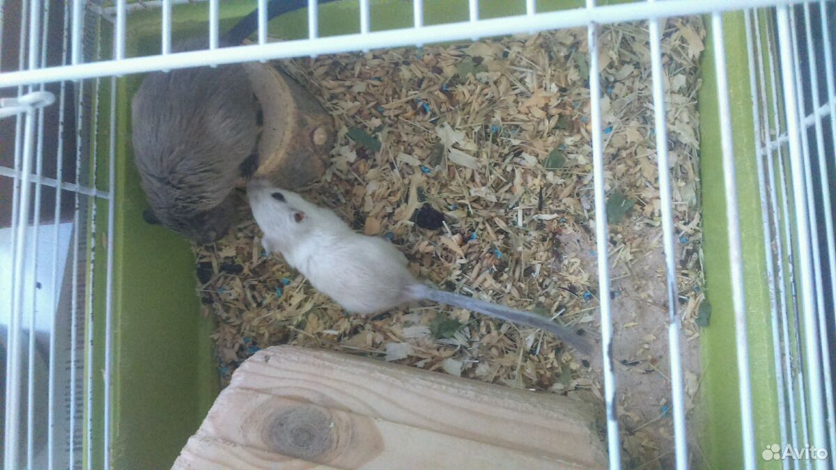 Монгольских Песчанки