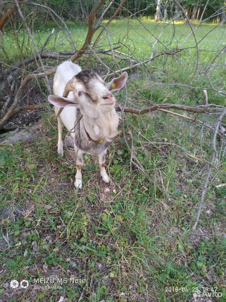 Процентный козёл, козочки, козлики