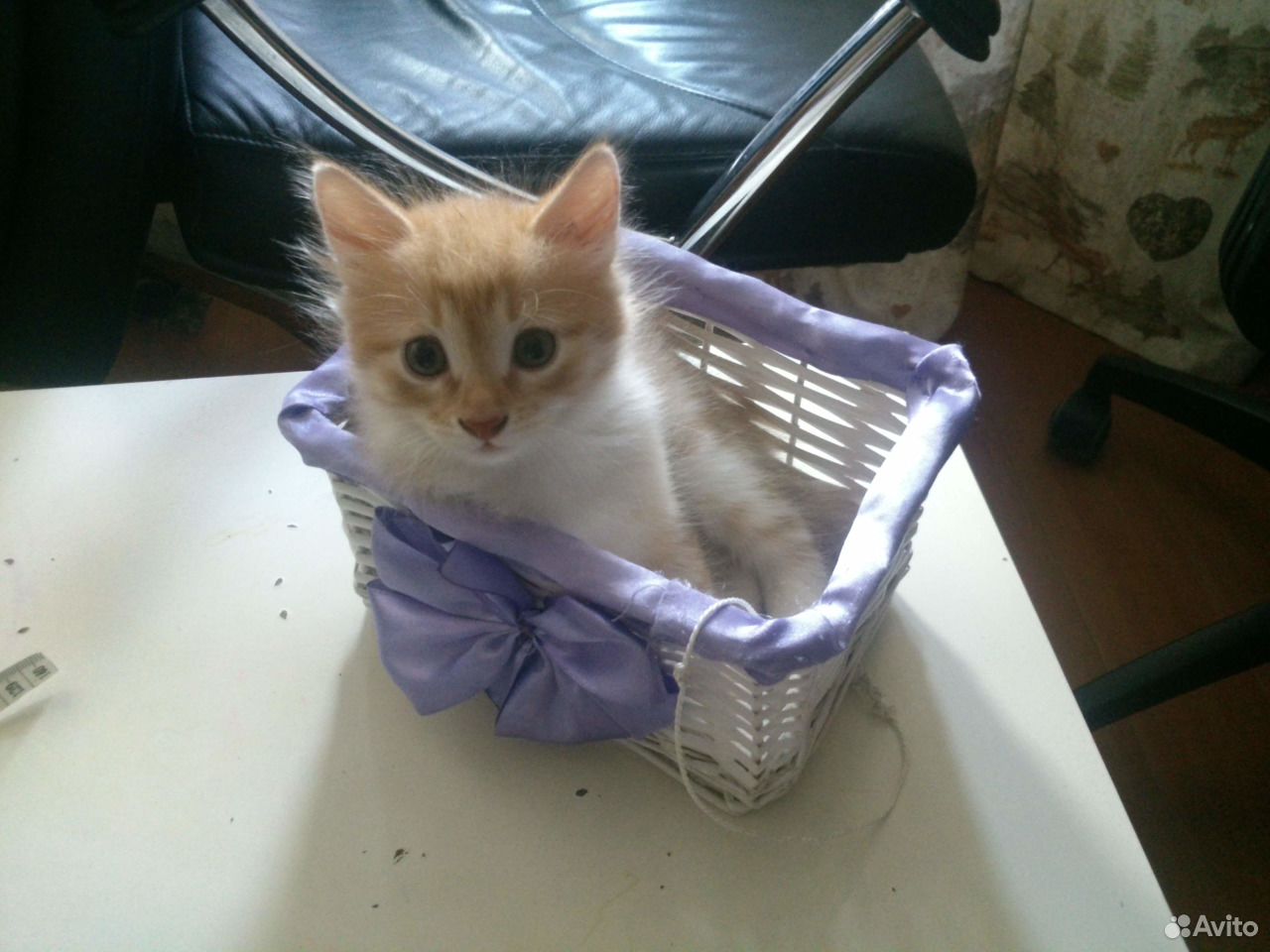 Веселый котенок ждет встречи с другом