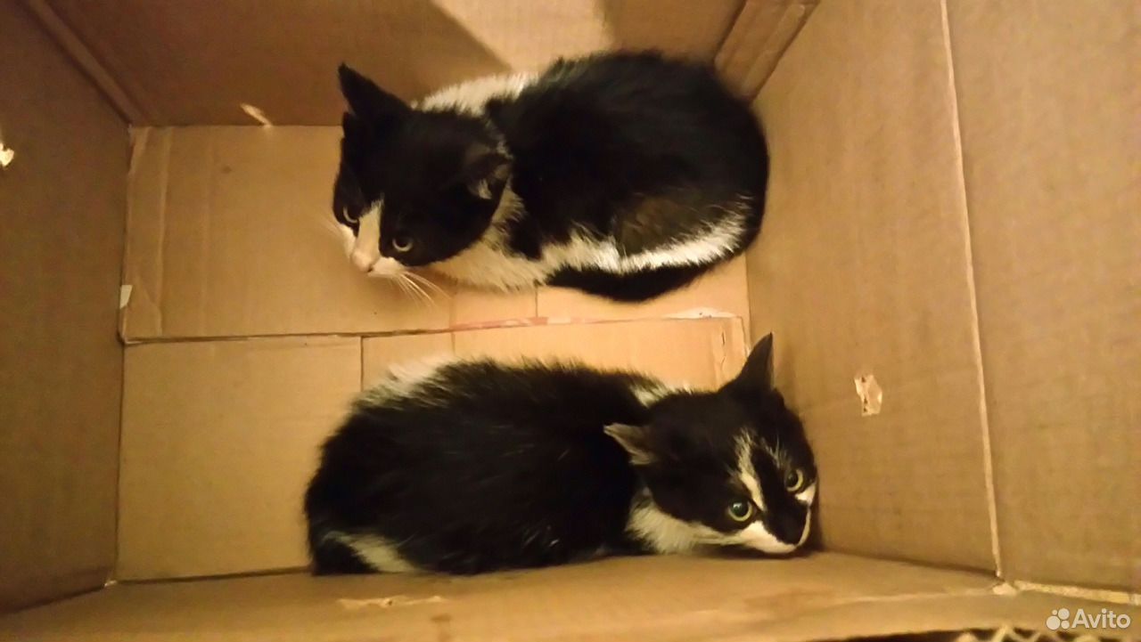 Спб котята-горемыки ищут родную душу