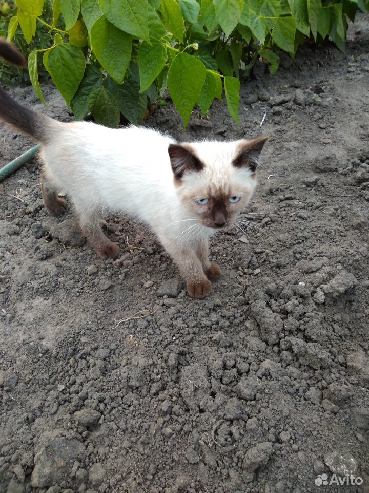 Отдадим двух красивых котят