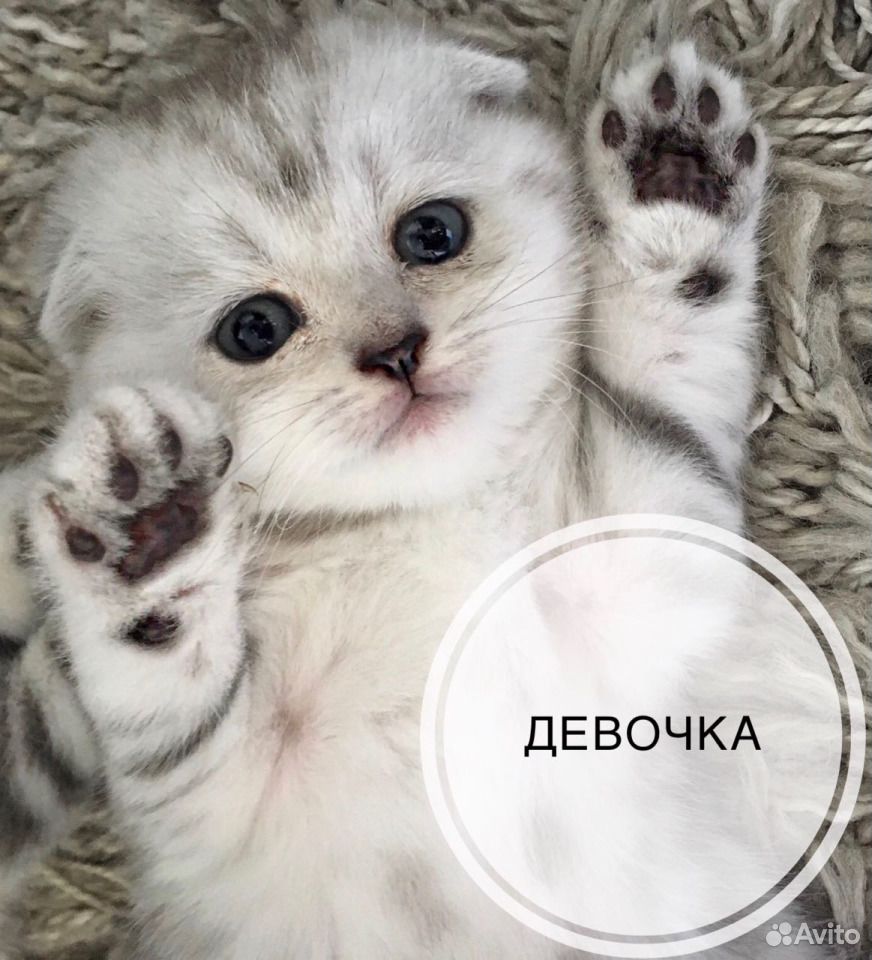 Вислоухие шотландские котята от кота-чемпиона