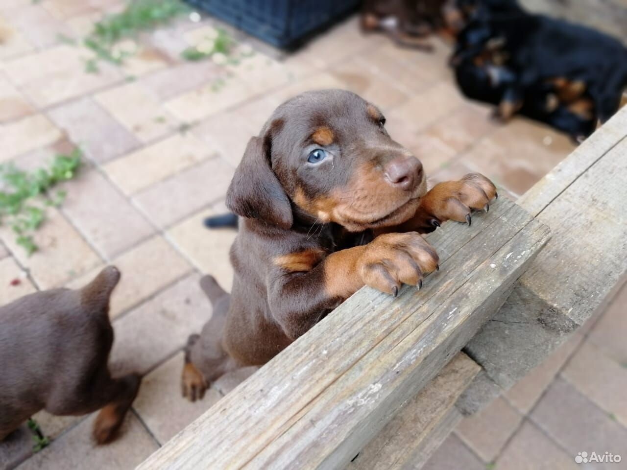 Щенки доберманы