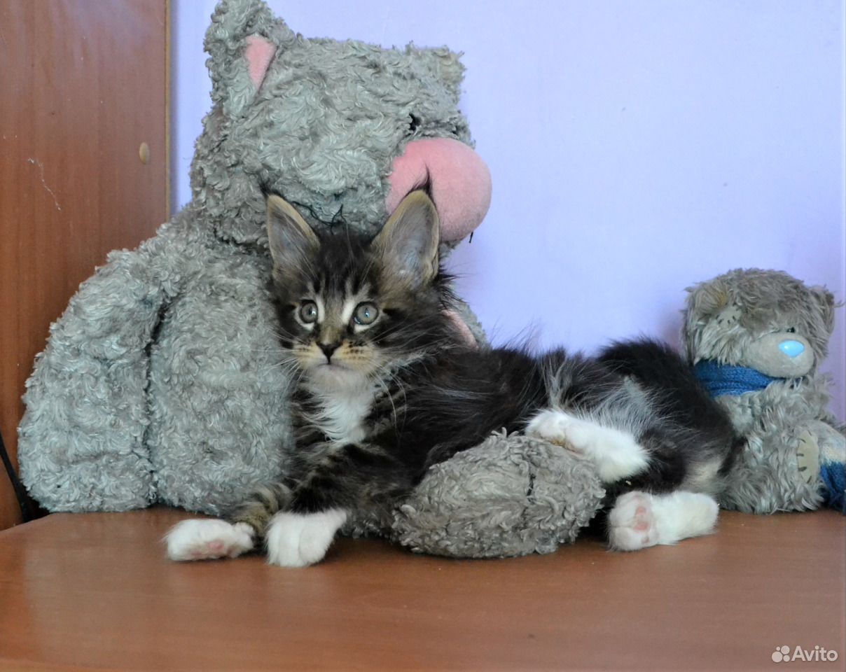 Котик-бегемотик мейн кун
