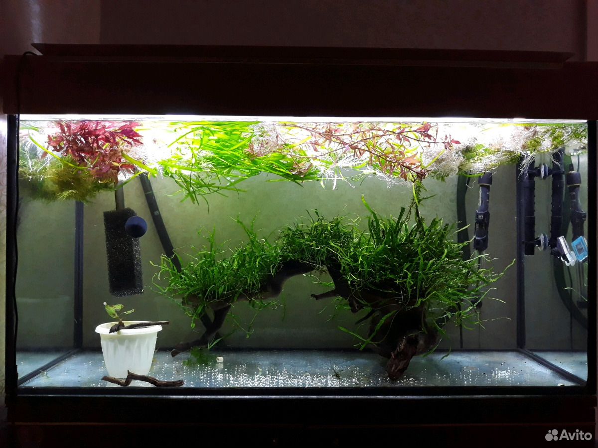 Коряга с папоротником