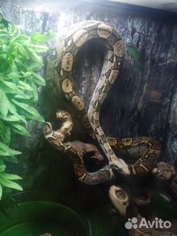 Удав с террариумом