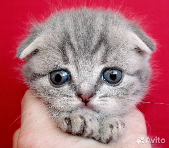 Шотландские котята на резерв (д. р. 0708)