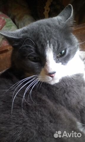 Марсик, молодой плюшевый котик