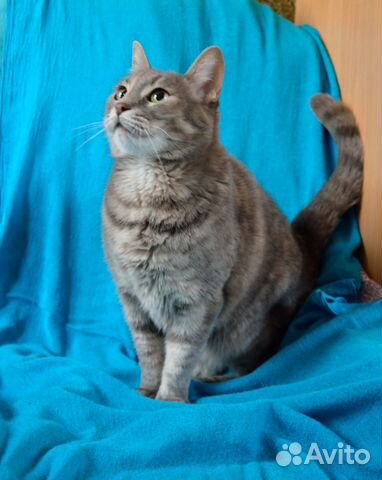 Прекрасная Алиса в дар