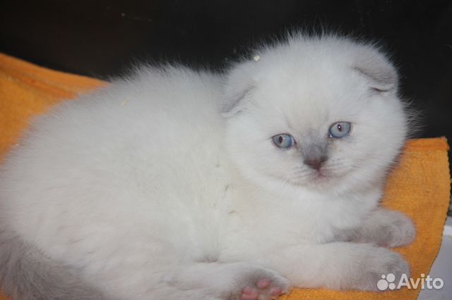Колорные малыши, котики и кошечка
