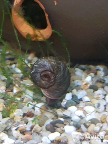 Улитки катушки отдам даром