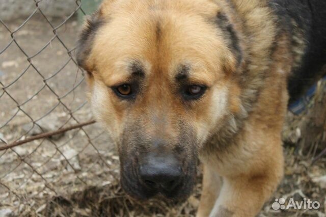 Кобель кавказец Самир