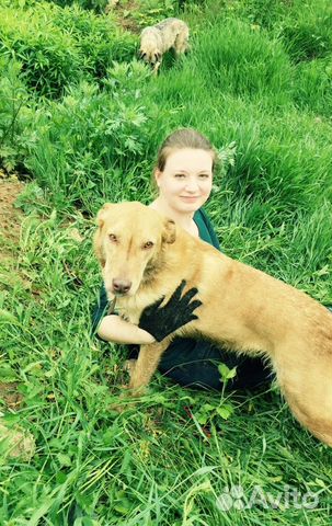 Собака из приюта в добрые руки (в дар)