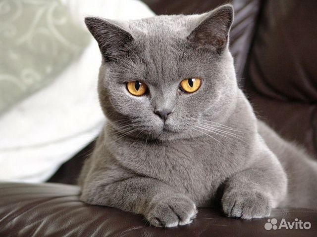 Котик порода британская