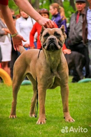 Кане корсо фарментино