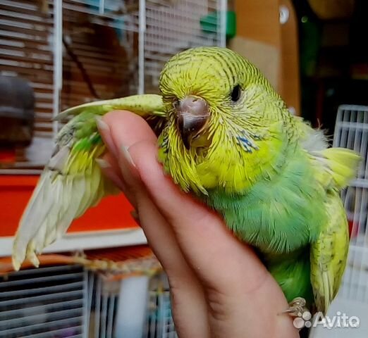 Ручные птенцы Чехи