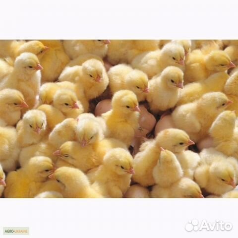 Цыплята бройлеры Хаббард
