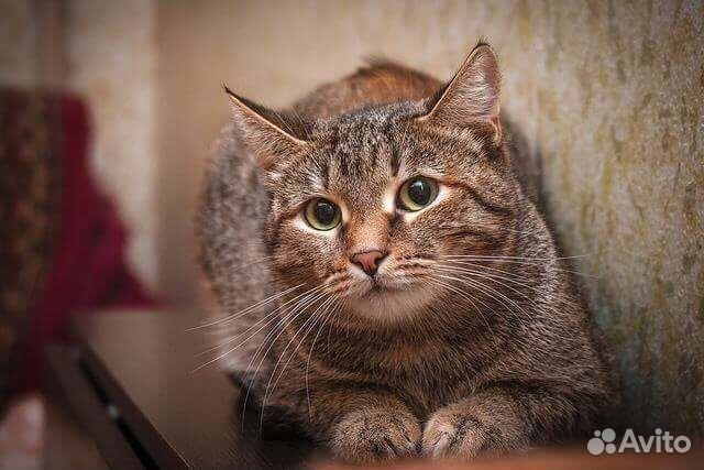 Кошка Маруся в добрые руки