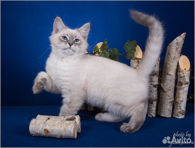 Котята невские маскарадные