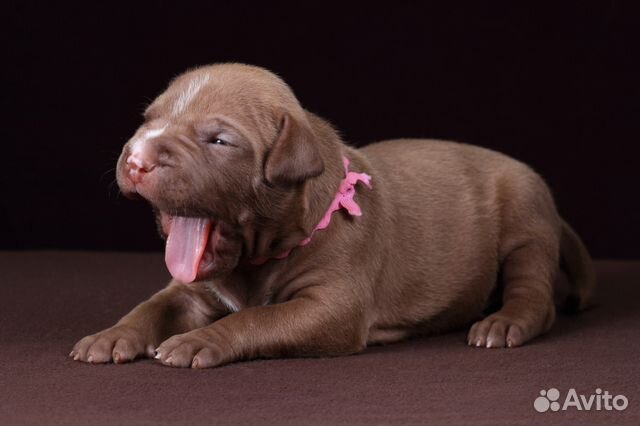 Перспективные суки импортных кровей