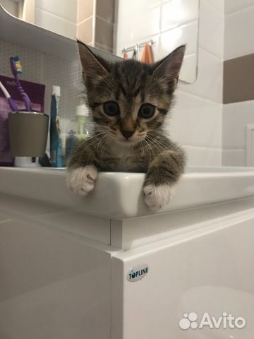 Кот, лучший на земле