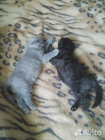 Продается черный прямоухий шотландский котенок