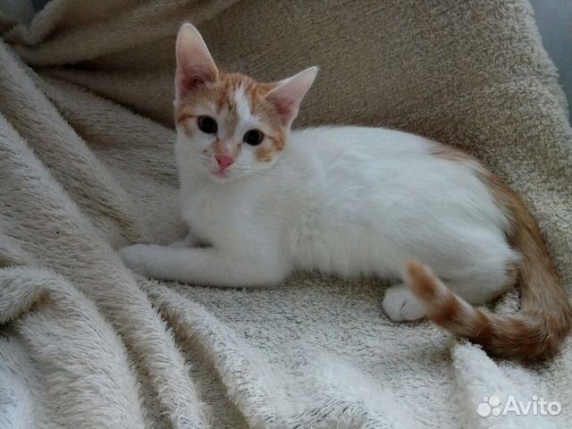 Котёнок-мальчик в добрые руки