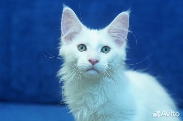 Клубные котята Мейн Кун. Мальчики. Разные окрасы