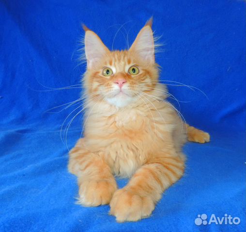 Красный Тигр со светящийся улыбкой