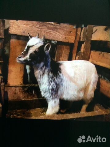 Маленькая декоративная козочка 7 мес