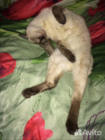 Сиамский кот 2,5 года