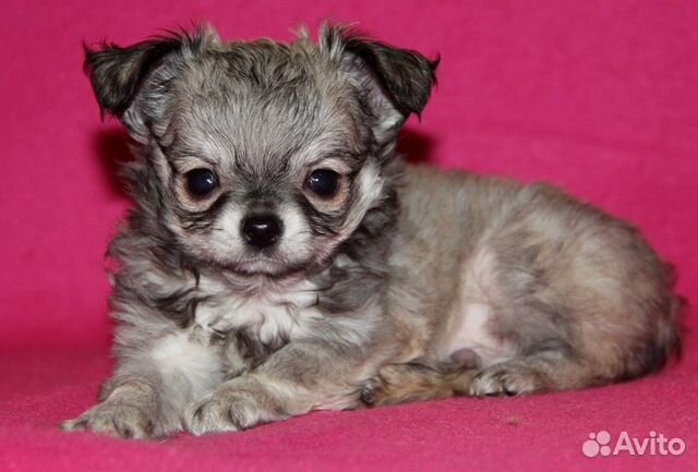 Очаровательные чихуашки для любви и ласки