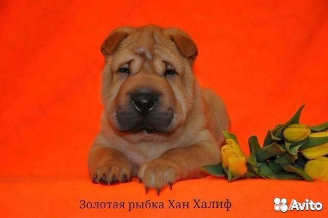 Щенки шар- пея на продажу для вас