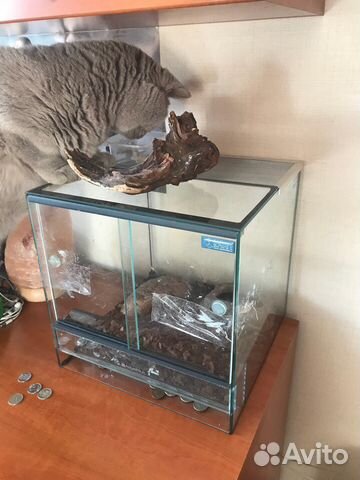 Отдам паук птицеед С аквариумом