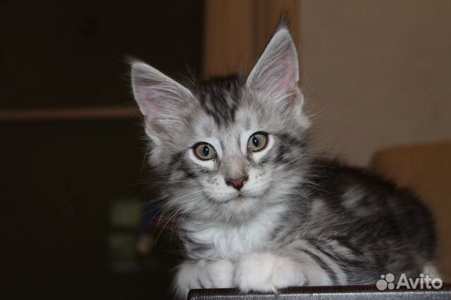 Котята Мэйн-Кун