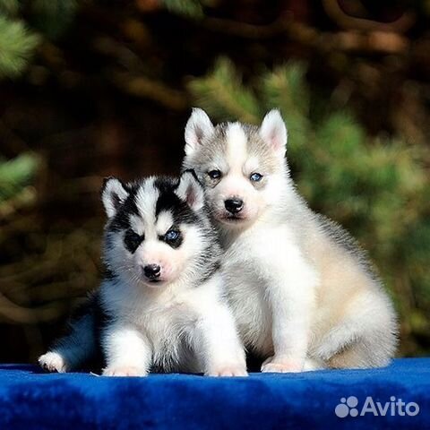 Щенки хаски 2 мес питомник