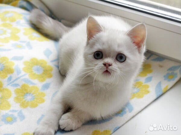 Сулиман- британчик Колорпойнт