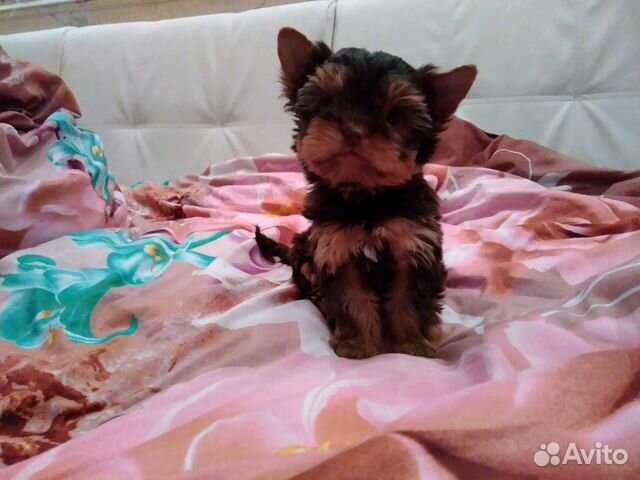 Шоко мальчик