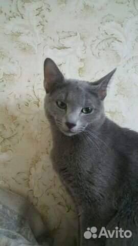Кот, вязка
