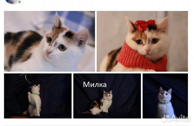 Молодая нежная трёхцветочка, грустные глазки