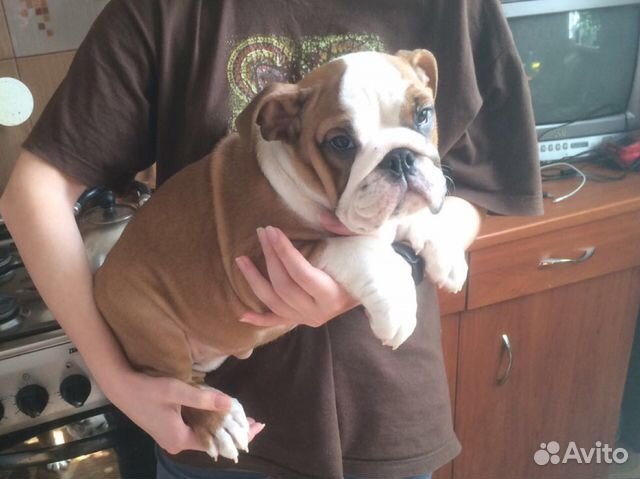 Английский бульдог